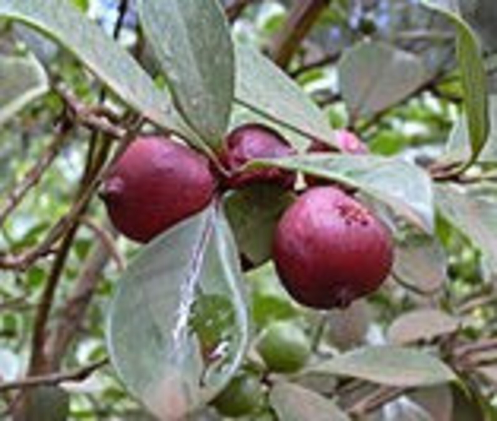 Strawberry Guava Seeds. Tropical Guava Seeds. Fruit Seeds From - Etsy