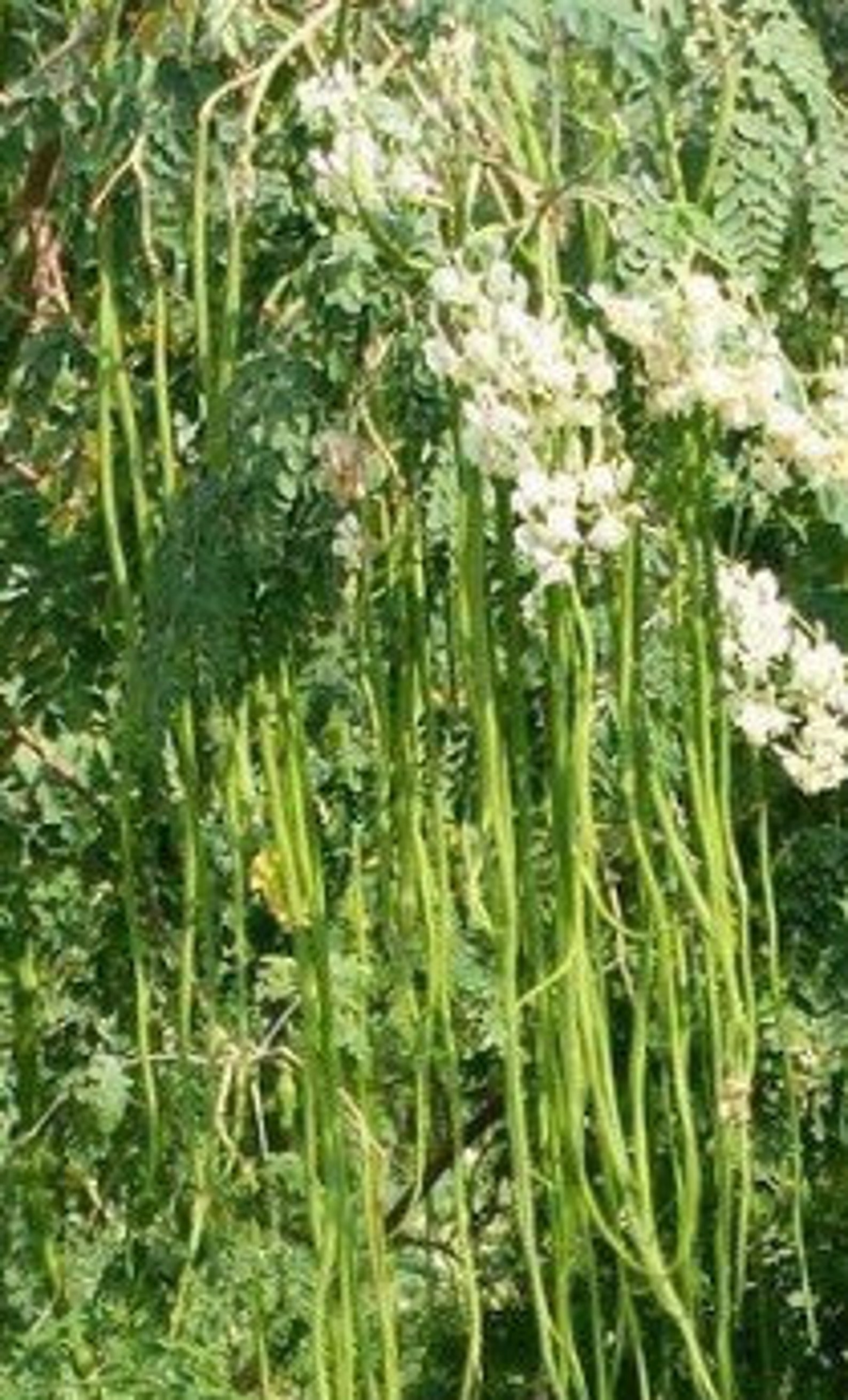 10-100 Dwarf Moringa Seeds. Pure Planting Seeds. Drumstick - Etsy