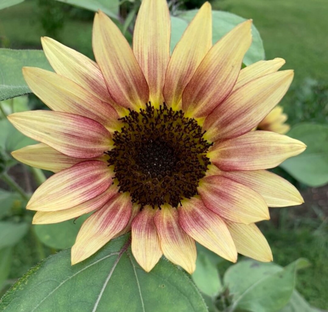 Yellow/purple Sunflower Seeds - Etsy