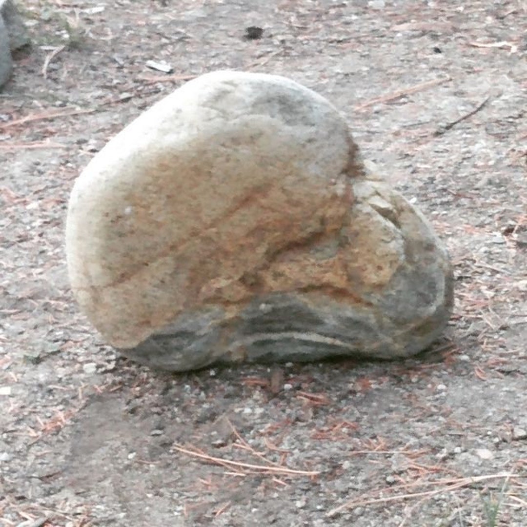 Fossilized Alien Skull - Etsy