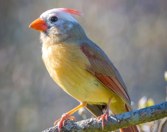 Female Cardinal - Etsy