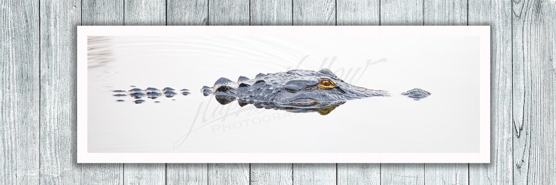 Alligator Photograph, Swamp Print, Gator Picture, Alligator Wall Art ...