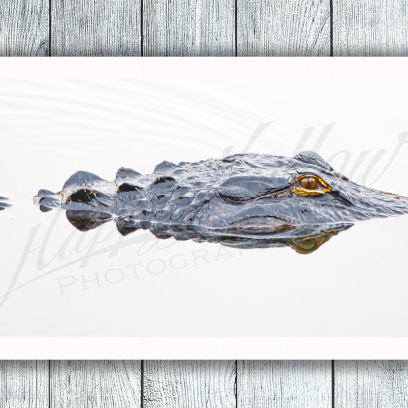 Alligator Wall Decor - Etsy