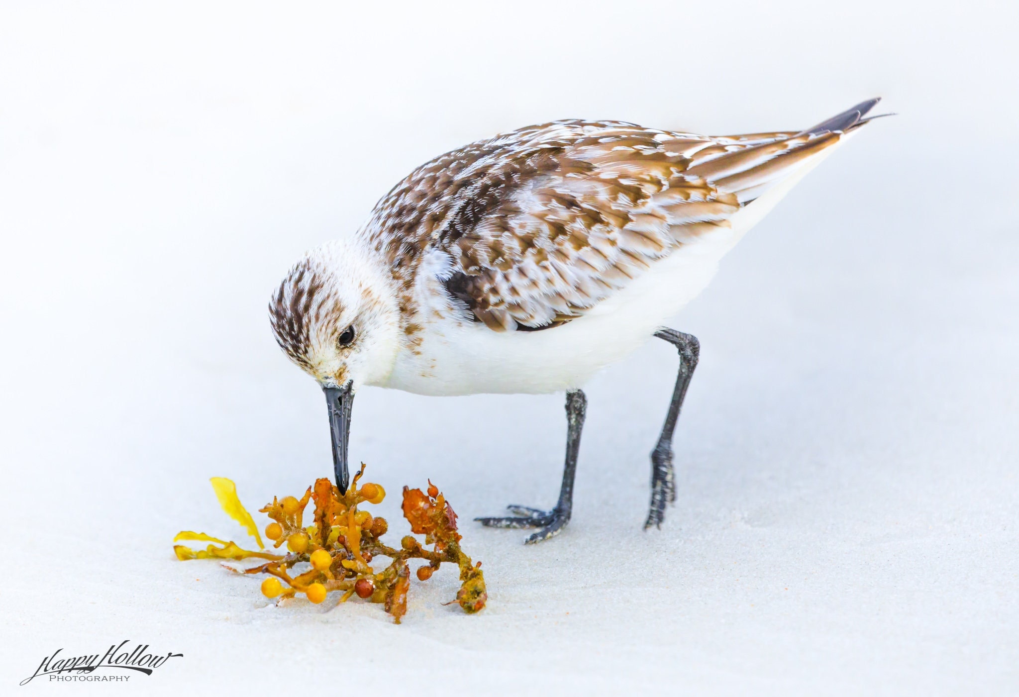 Sandpiper Photograph, Eating Seaweed, Sandpiper at Sunrise, Sandpiper ...