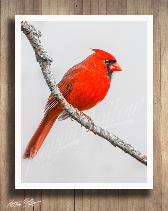 Red Cardinal Photo Male Cardinal Print Red Bird Photograph - Etsy