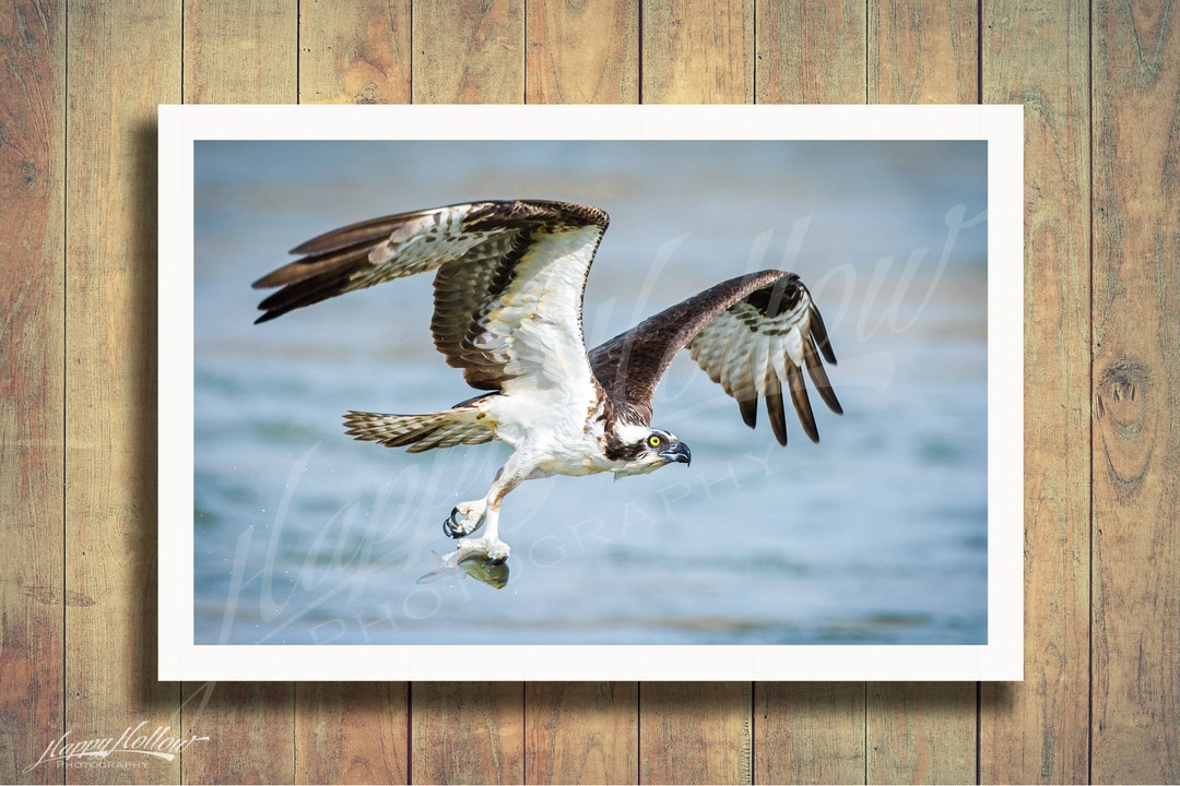 Osprey Fishing Picture, Osprey Carrying Fish Photograph, Print, Picture ...