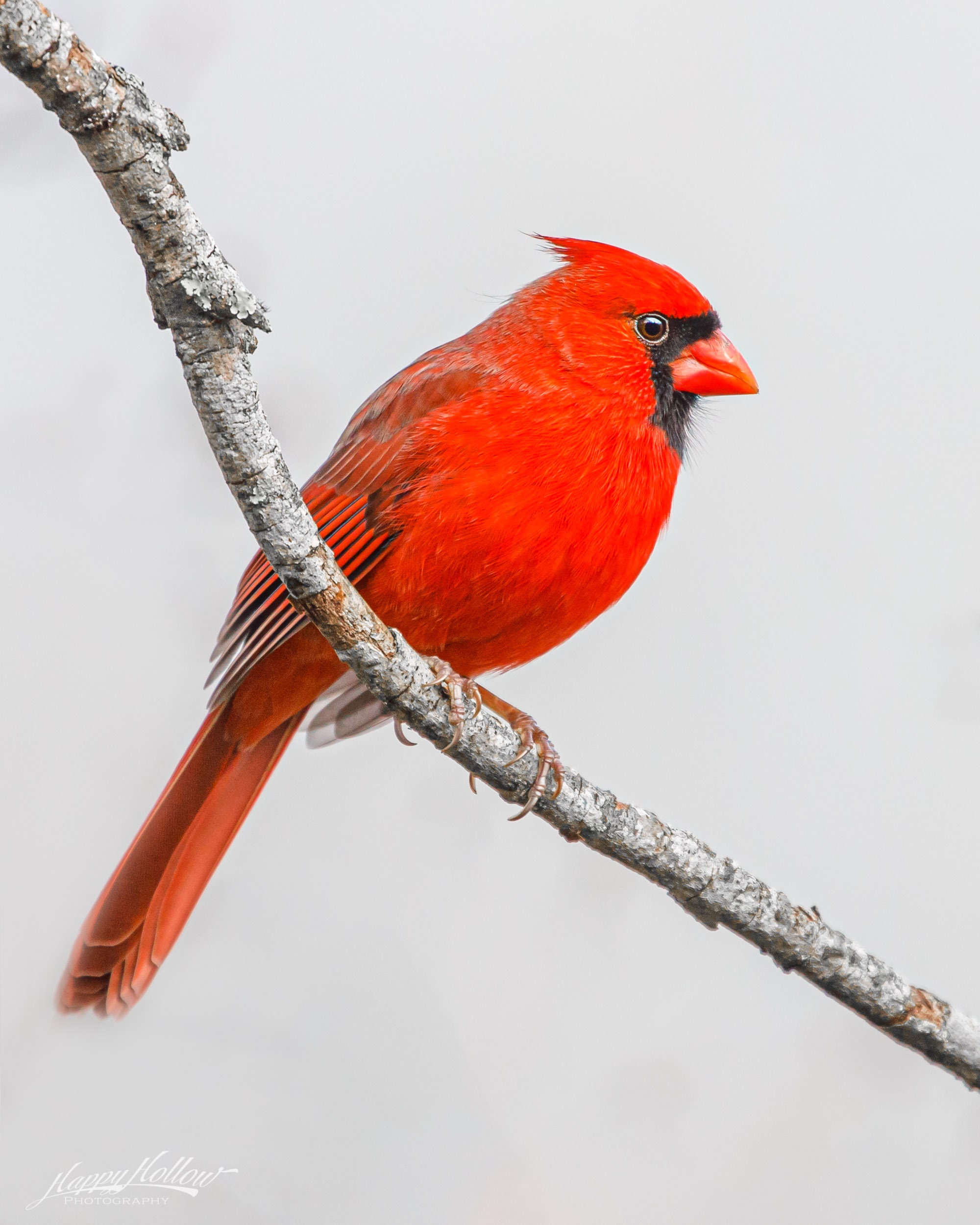 Red Cardinal Photo, Male Cardinal Print, Red Bird Photograph, Song Bird ...