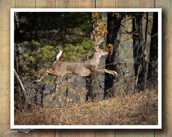Whitetail Deer Jumping