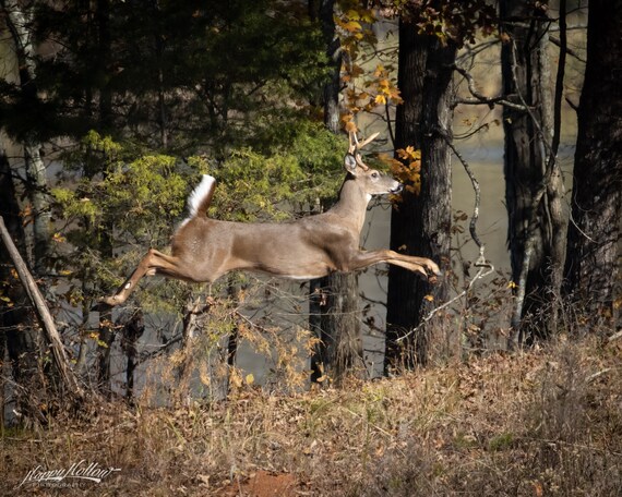 White Tailed Deer Running