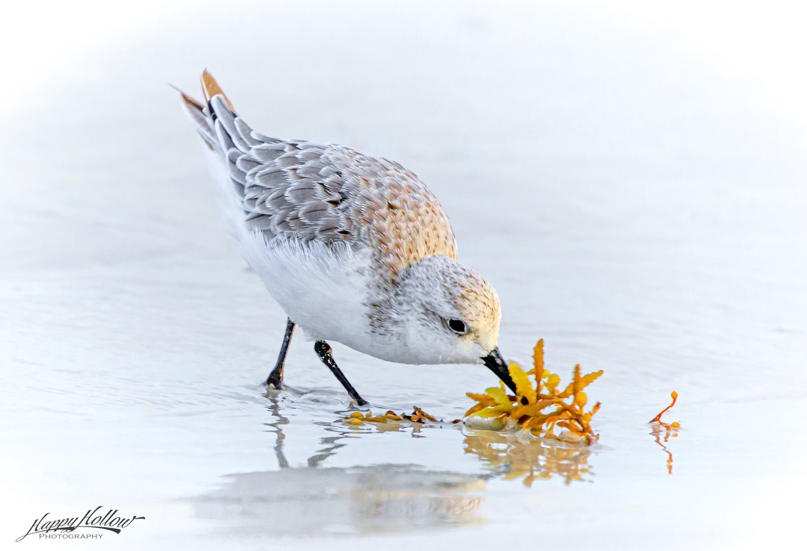 Sandpiper Photograph, Eating Seaweed, Bird on Beach at Sunrise ...