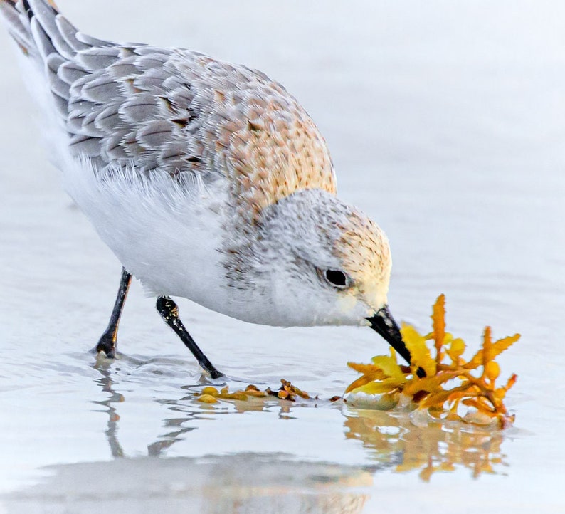 Sandpiper Photograph, Eating Seaweed, Bird on Beach at Sunrise ...