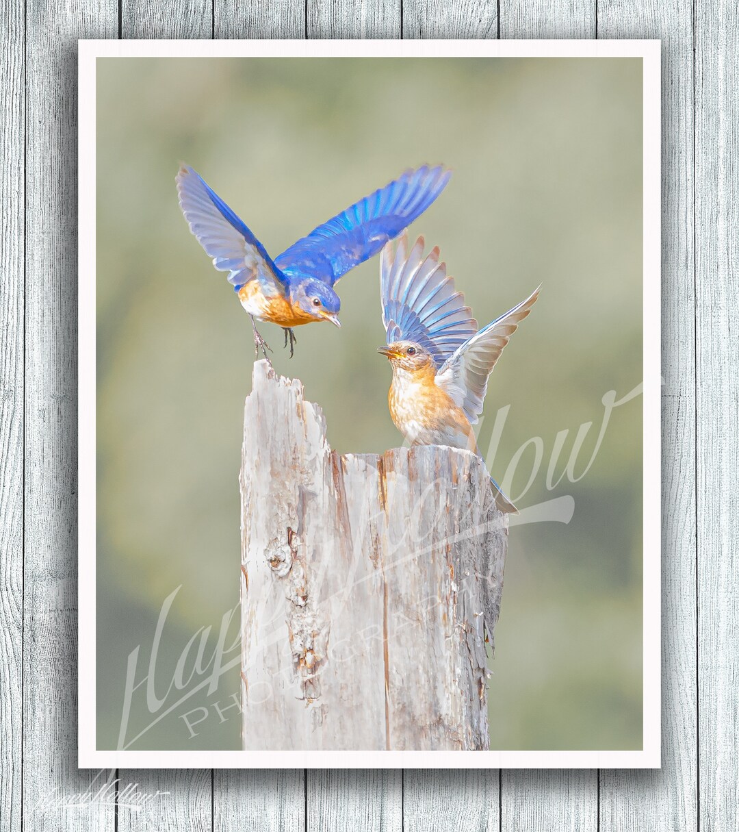 Bluebird Photography, Fine Art Bluebird Print, Bluebird Picture ...