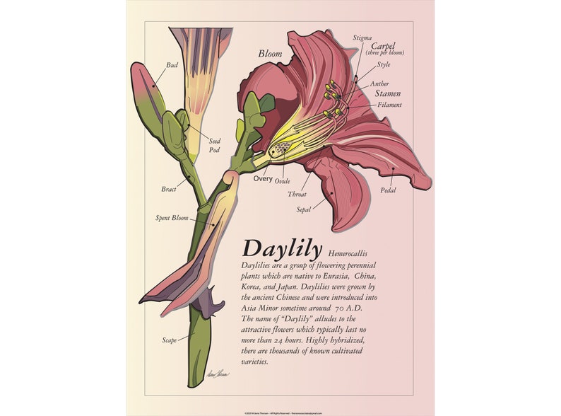 Daylily Flower Cutaway Wall Art Poster Print by Donn Thorson - Etsy