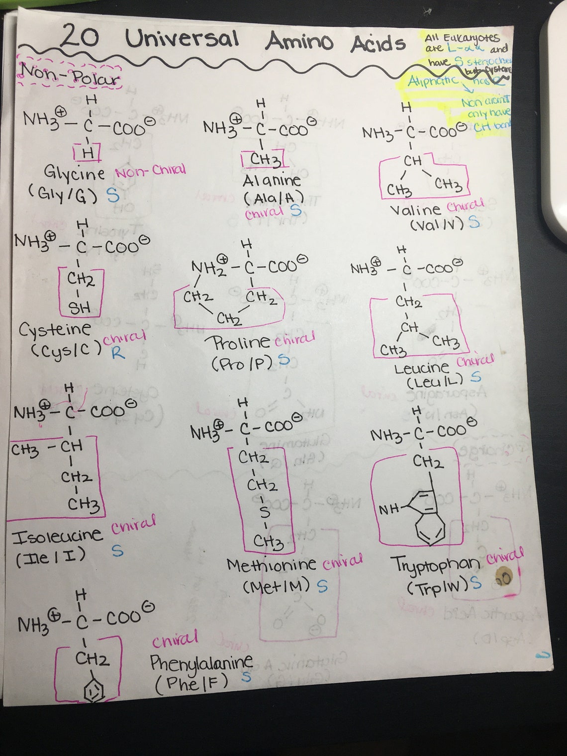 Amino Acids - MCAT & Biochemistry Review Guide - Etsy