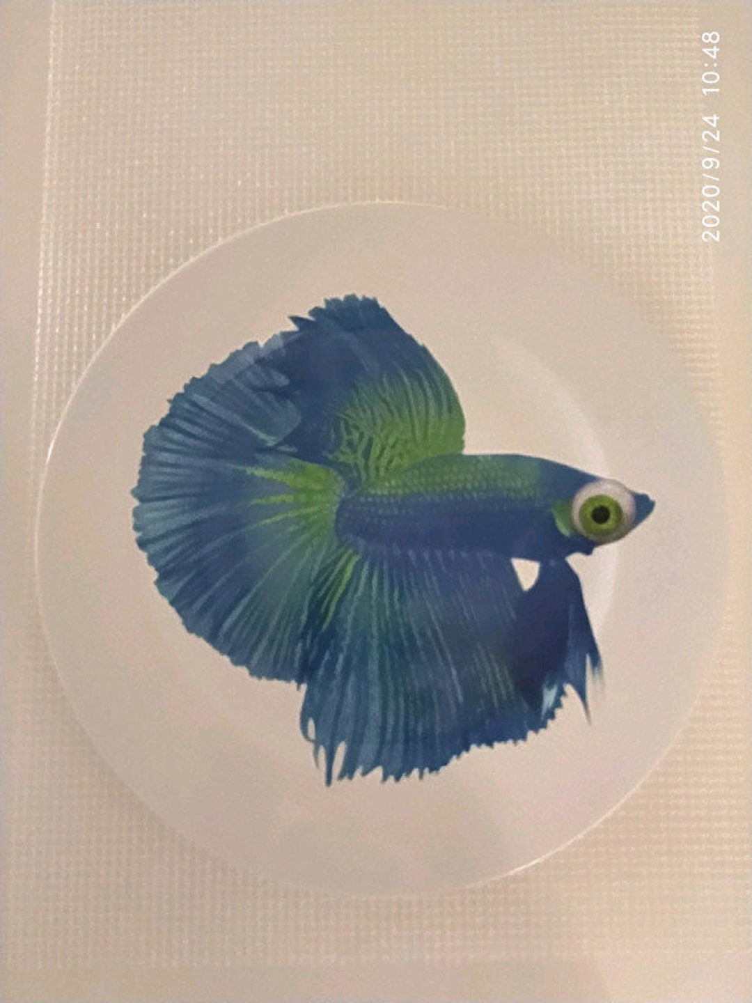 IKEA Collectible Fish Plate - Vintage Made in Sweden - Limited Edition ...