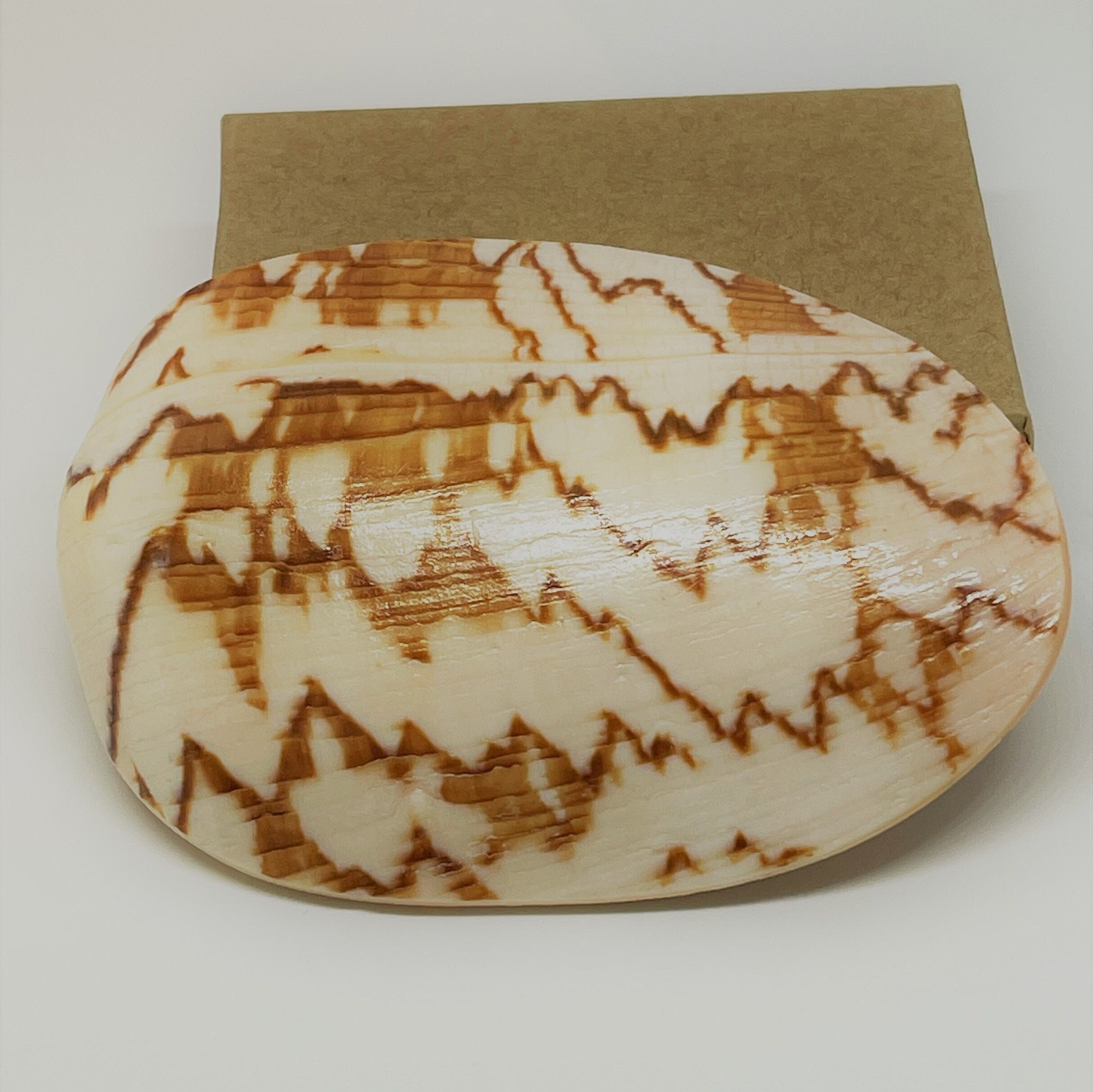 Vintage Shell Buckle Leatherworking Sewing & Fiber etna.com.pe