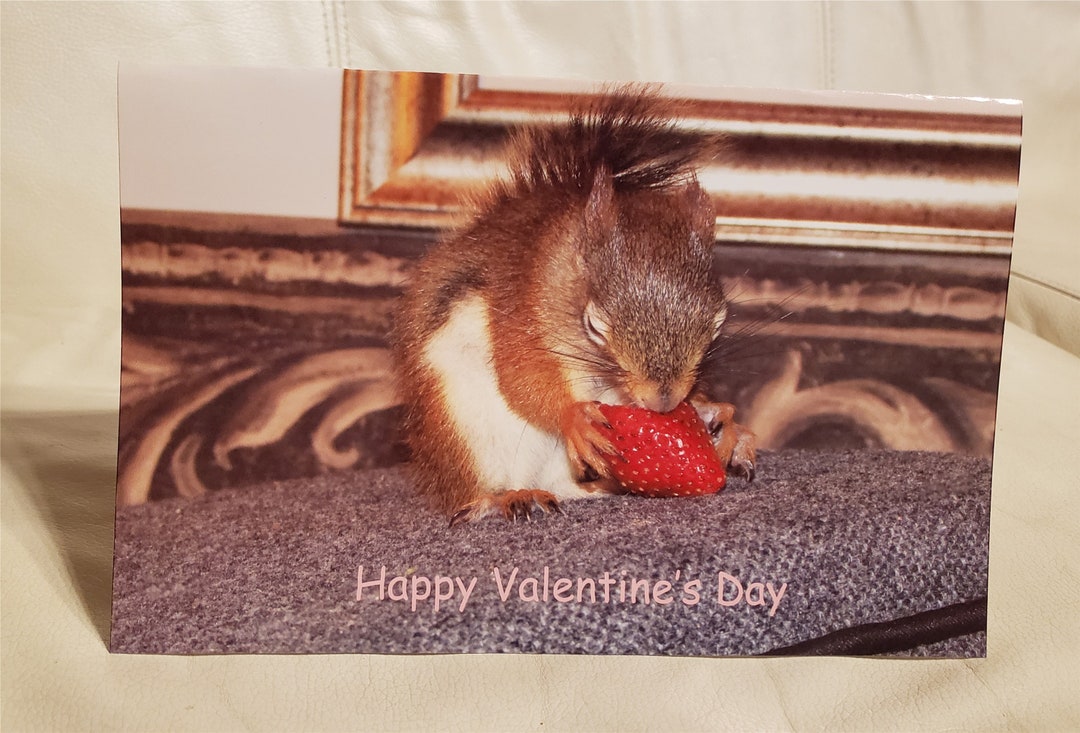 Red Squirrel Bluster Valentine's Day Card - Etsy
