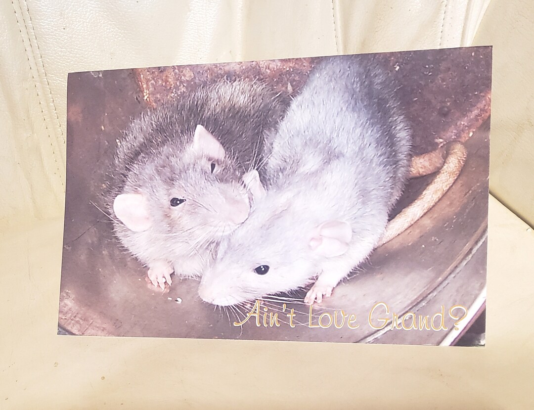 Pet Rats Noah and Lily Anniversary Card - Etsy