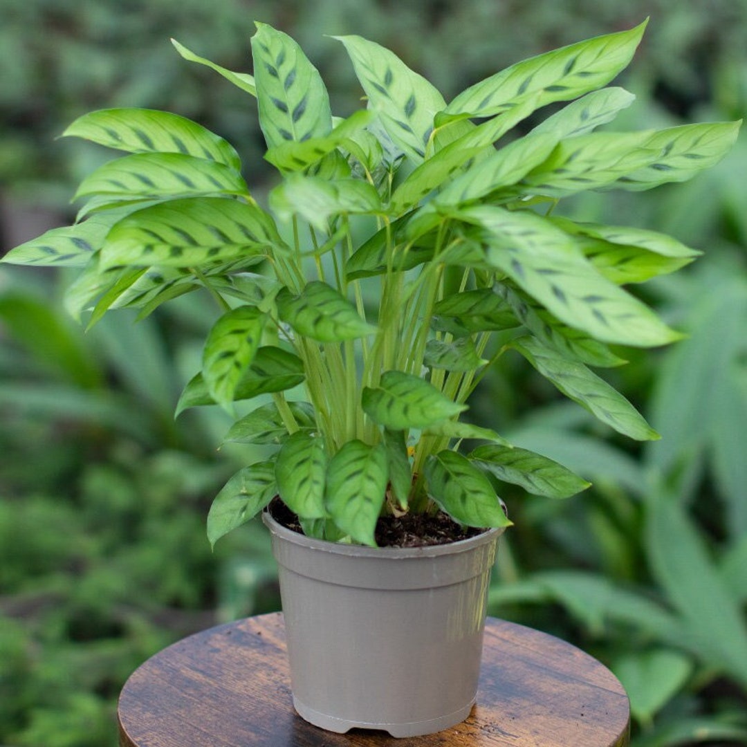 Calathea Leopardina 15cm Pot - Etsy UK