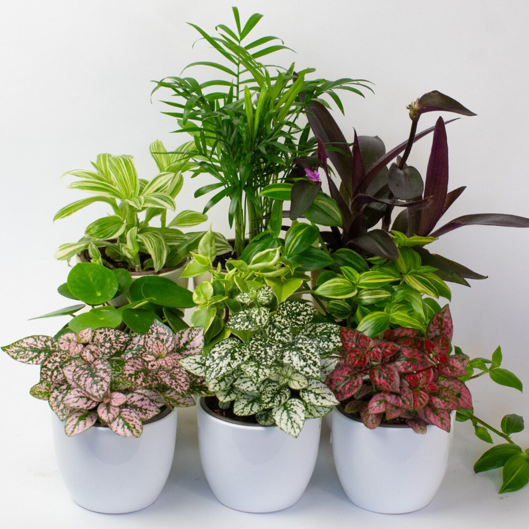 9 X Mix of House Plants Supplied in 9cm Plastic Pots . - Etsy UK