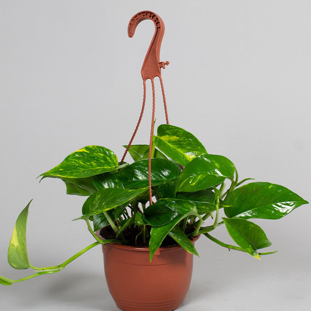Scindapsus Aureus / 15cm / Hanging Basket/ Tropical House Plant/ Indoor ...