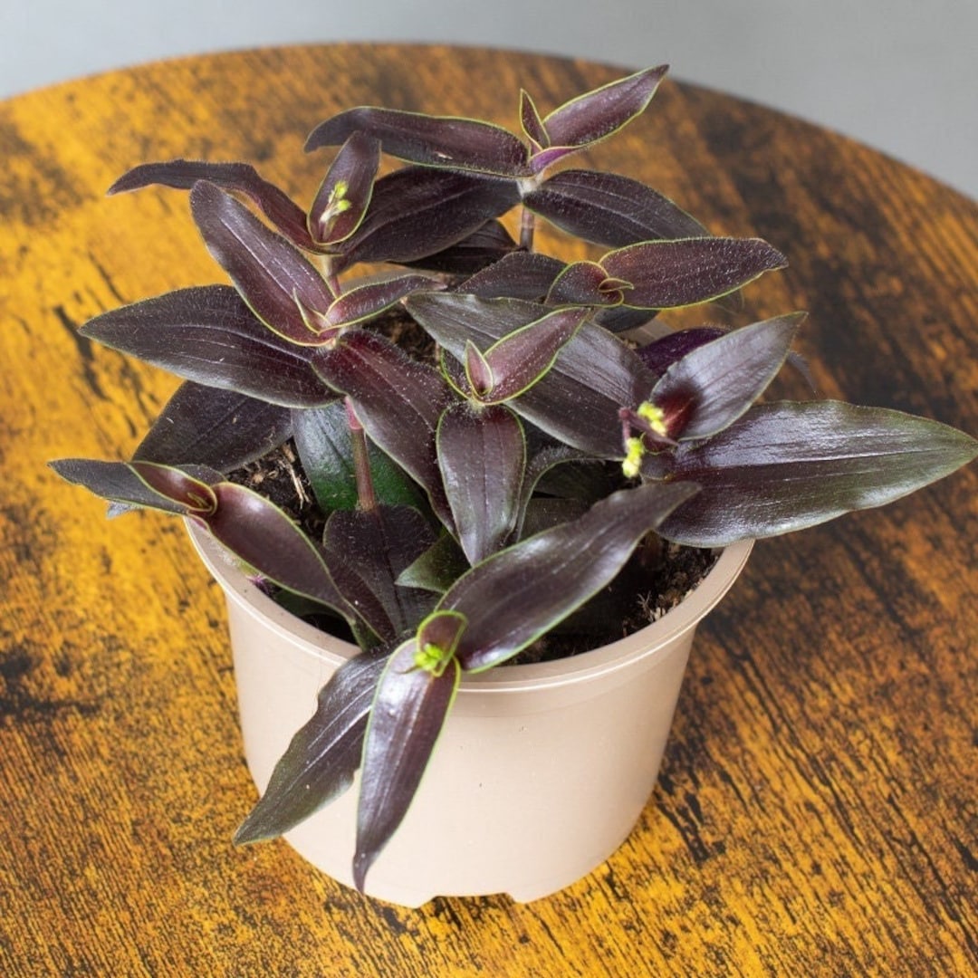 Tradescantia Gibasis Jose Puig 9cm Plant Pot House Plant - Etsy UK