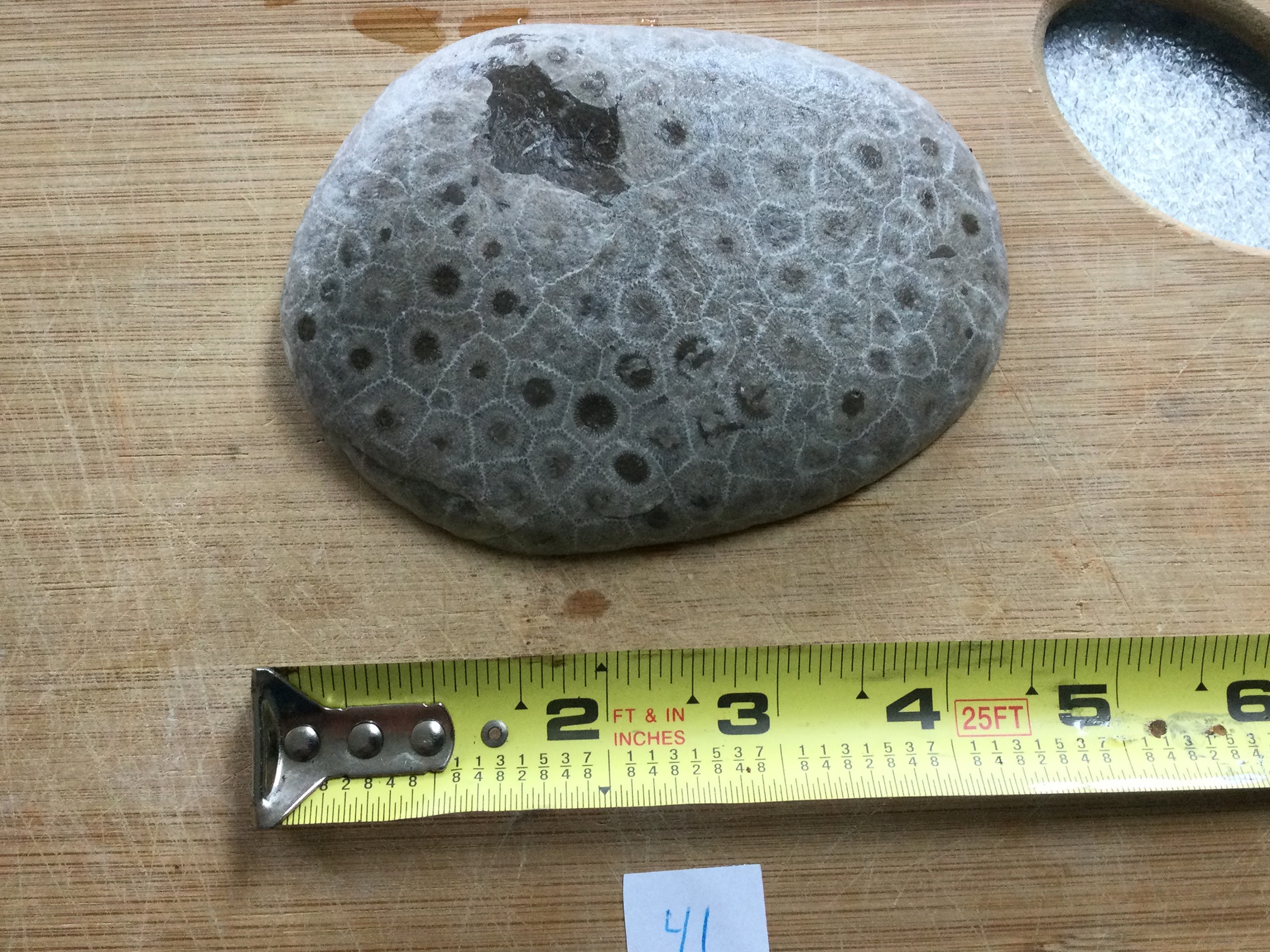 Large Petoskey Stone for sale | Only 3 left at -60%