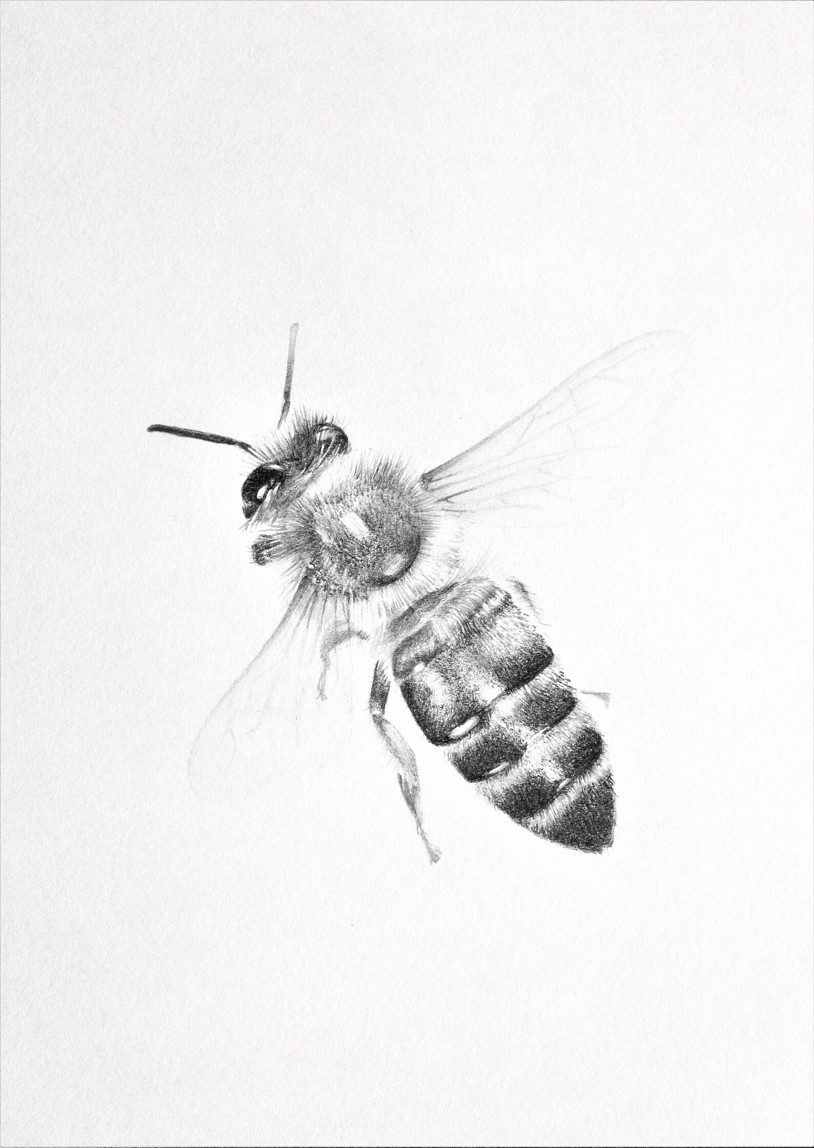 Hand Drawn, 5"x7", Honey Bee 2, Custom Drawing - Etsy