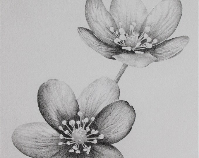 Flowers, Hepatica, Hand Drawn, 5x7, Realistic Artwork - Etsy