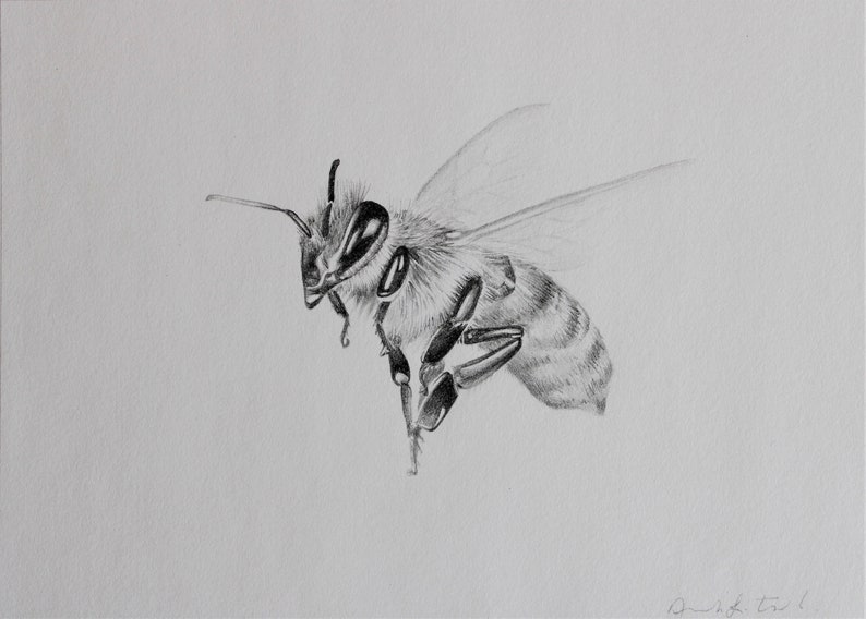 Hand Drawn, 5"x7", Honey Bee 3, Custom Drawing - Etsy