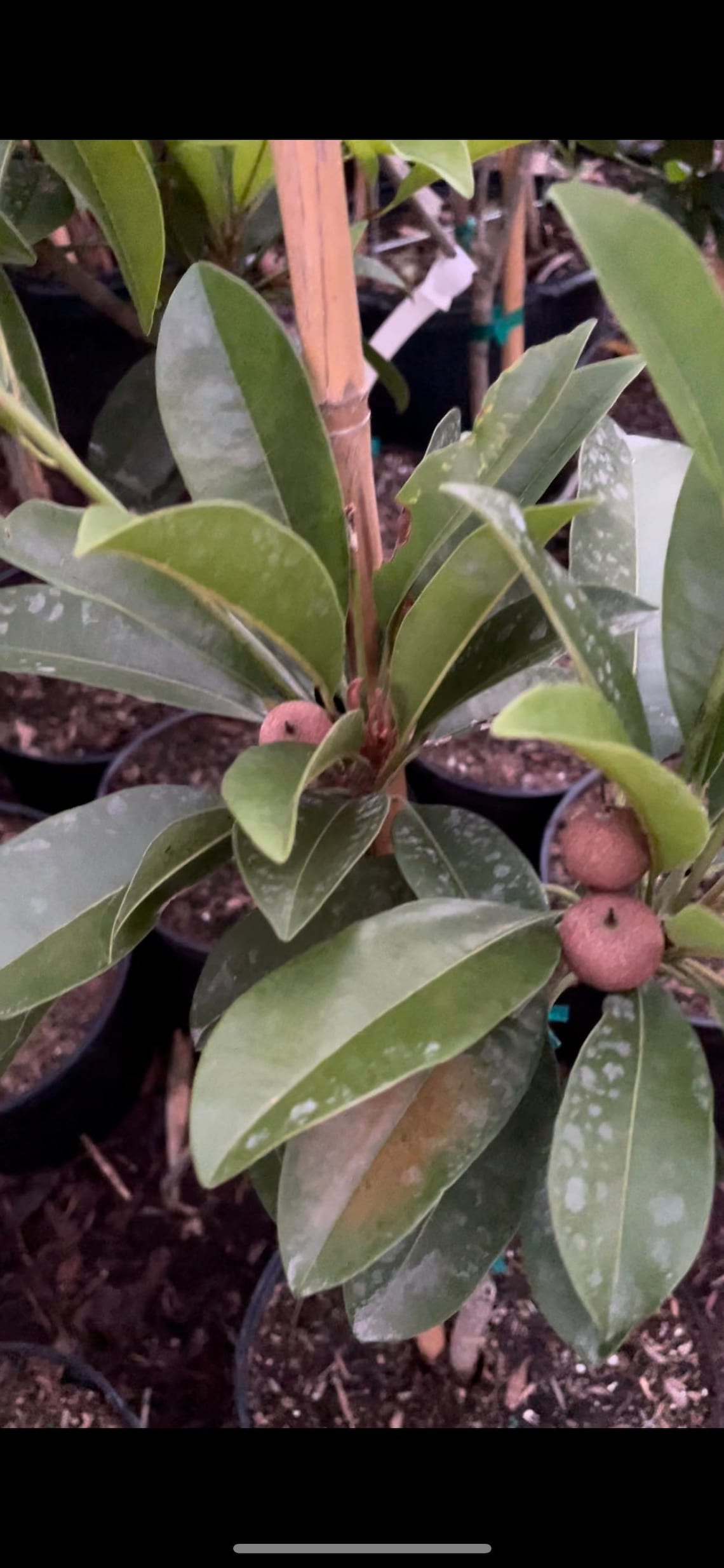 Alano sapodilla grafted tree 3 gallon pot with fruit on the | Etsy