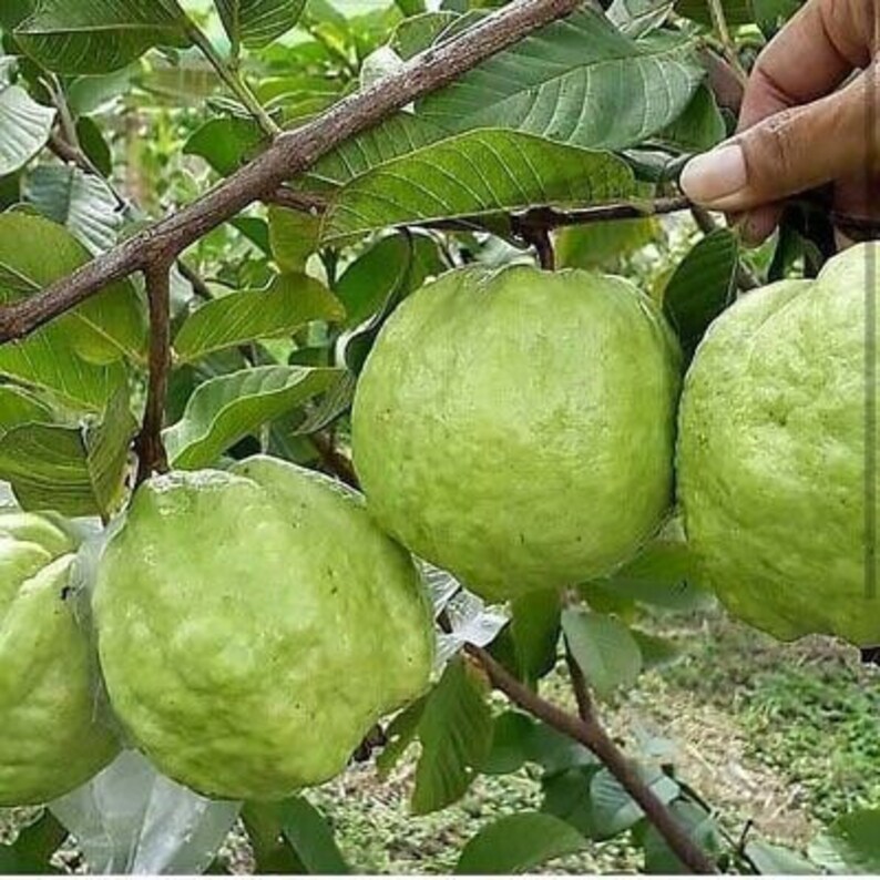 Kilo White Guava Crunchy and Sweet Airlayer Tree Get Fruit - Etsy