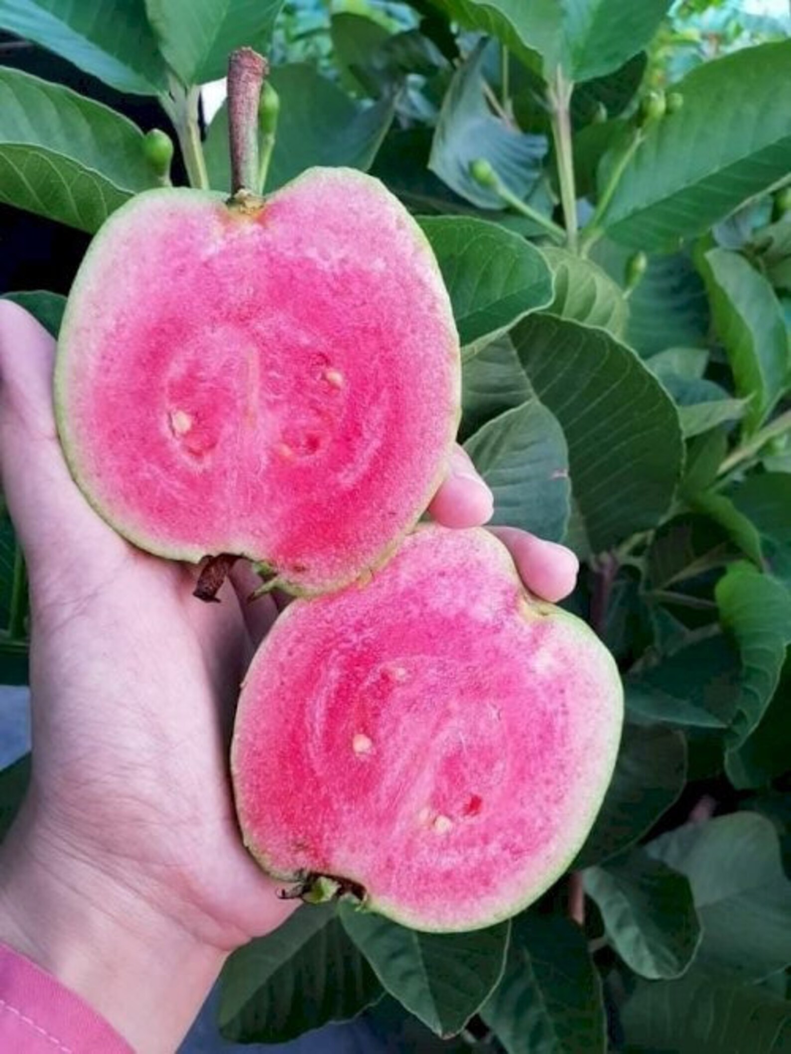 7 Gal Ruby Seedless Guava Grafted Tree-taiwaness Seedless Best - Etsy