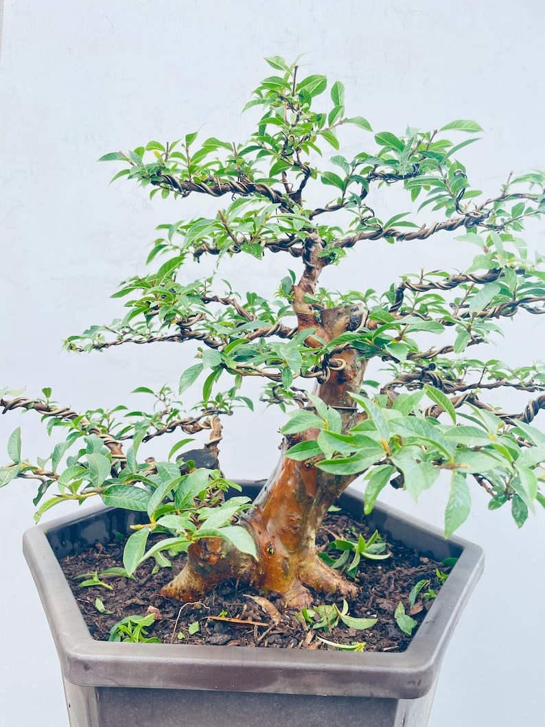 Guava Bonsai Tree Super Nice Shape - Etsy