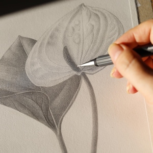 Original Silver Drawing of Anthurium Flower, Silverpoint Artwork ...