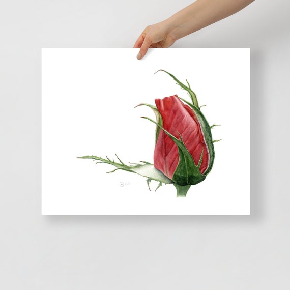 Red Rose Bud Watercolor Botanical Print Wall Art Floral - Etsy