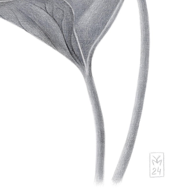 Original Silver Drawing of Anthurium Flower, Silverpoint Artwork ...