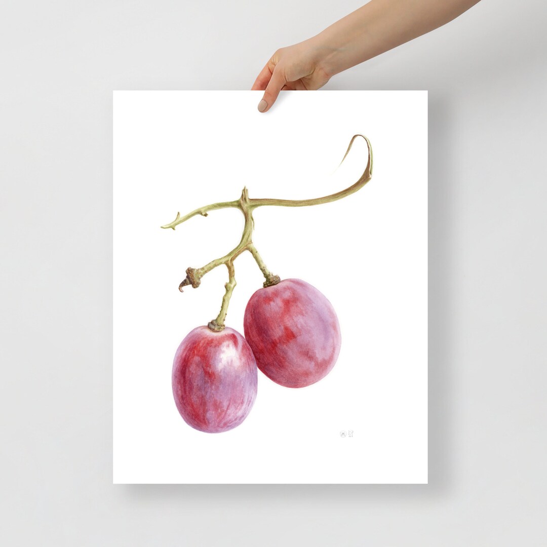 Fruit Poster, Grapes Print, Grapes Watercolor Painting, Botanical Art ...