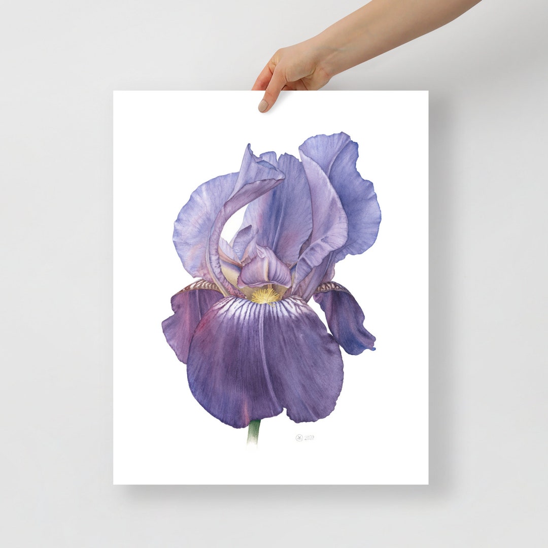 Blue Flower Poster of Iris Painting, Botanical Watercolor Iris Print ...