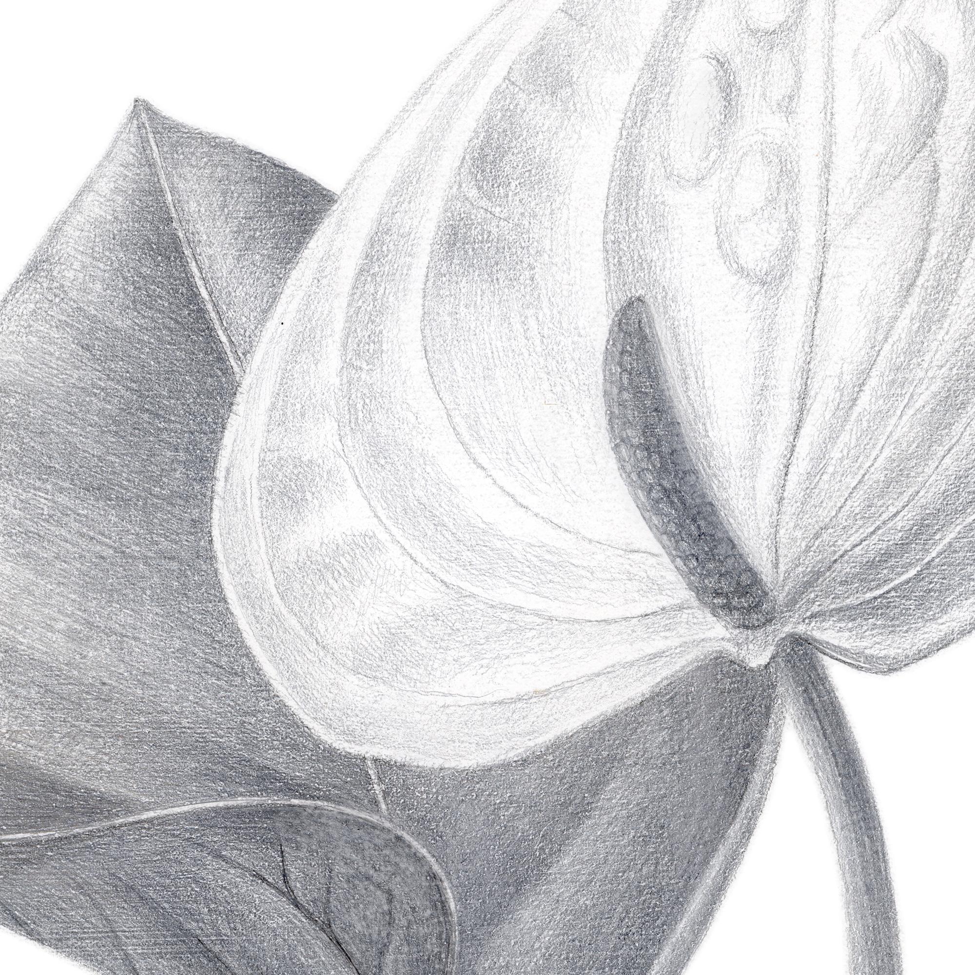 Original Silver Drawing of Anthurium Flower, Silverpoint Artwork ...