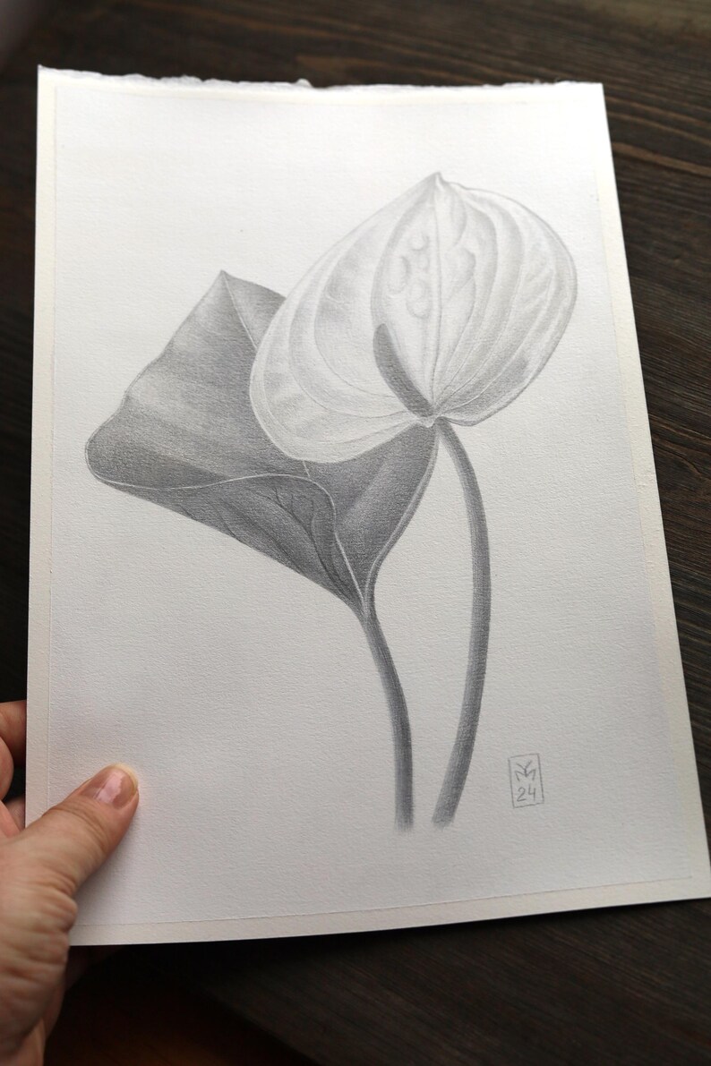 Original Silver Drawing of Anthurium Flower, Silverpoint Artwork ...