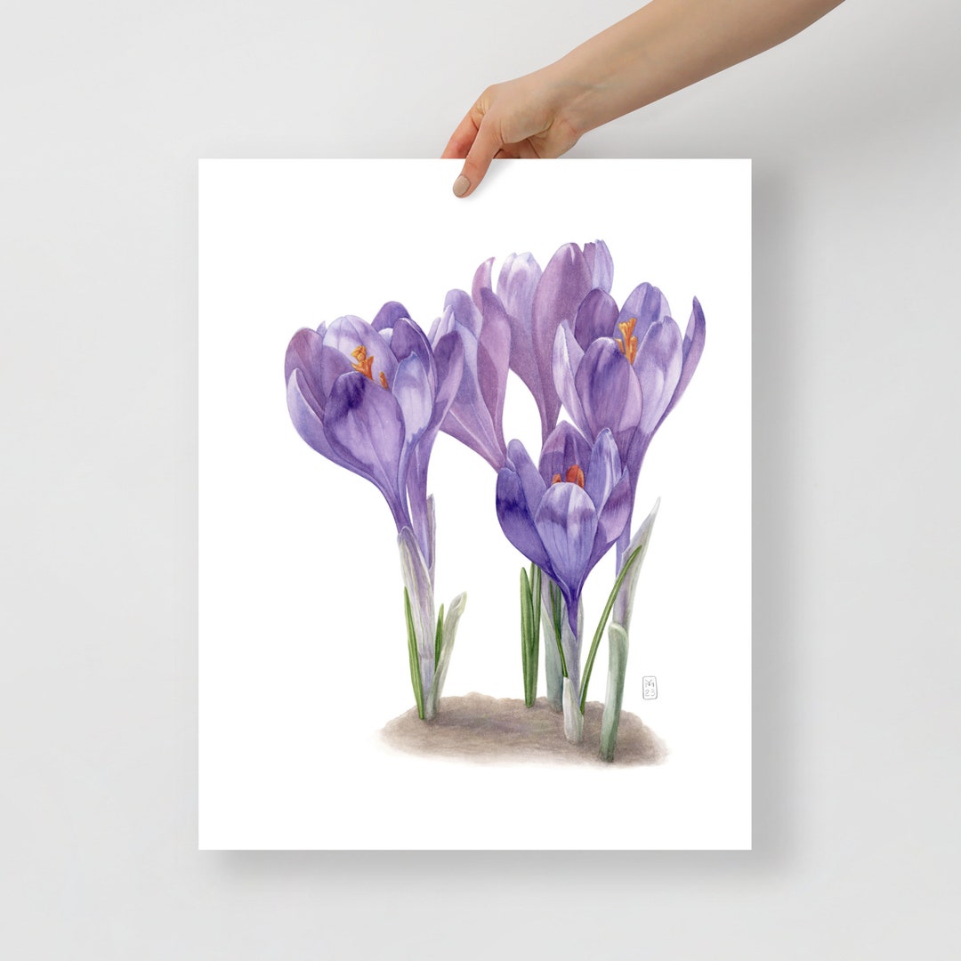 Crocus Botanical Poster, Wildflower Print, Flower Watercolor Painting ...