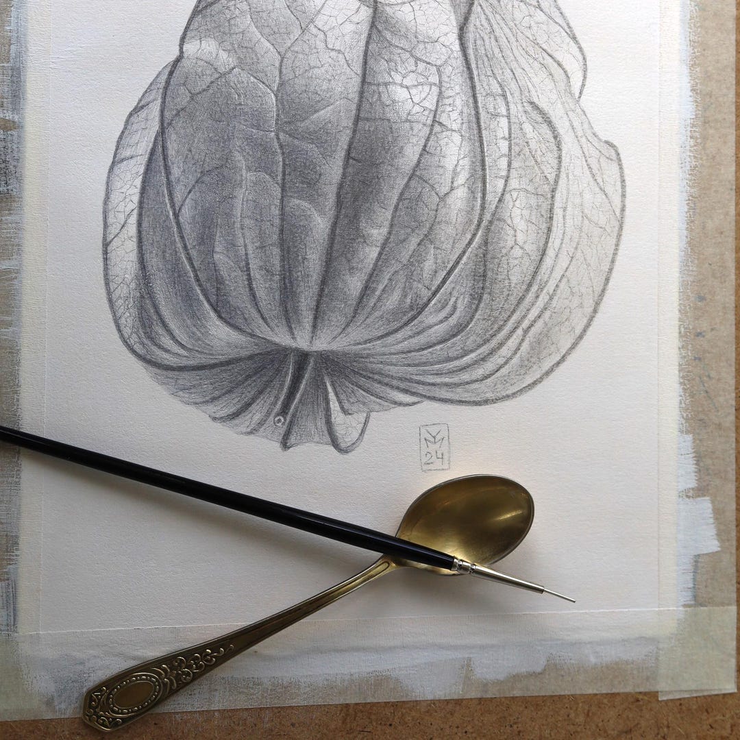 Original Silverpoint Drawing of Physalis: Botanical Wall Art - Etsy