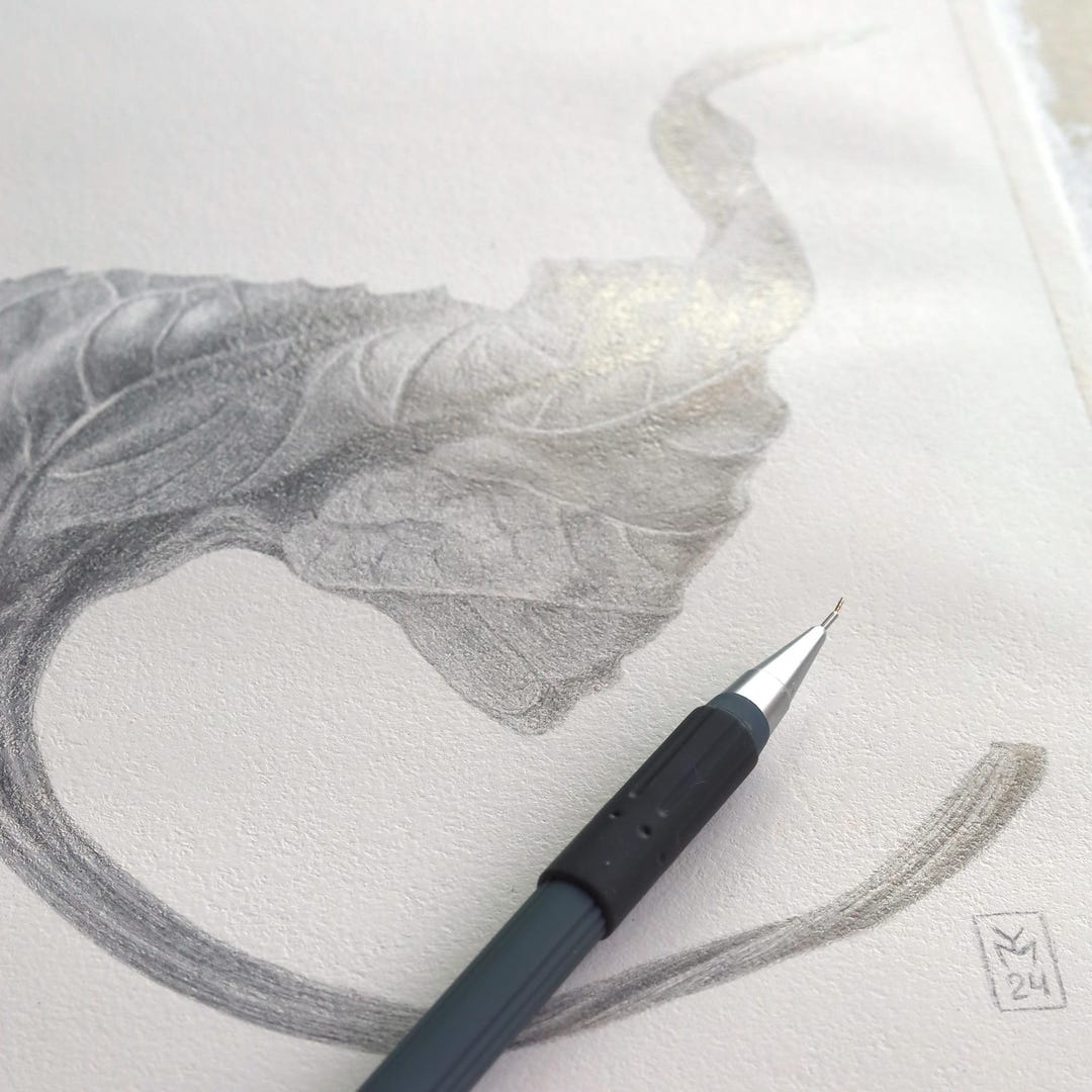 Original Silverpoint Drawing of Leaf: Botanical Art on Cotton Paper - Etsy