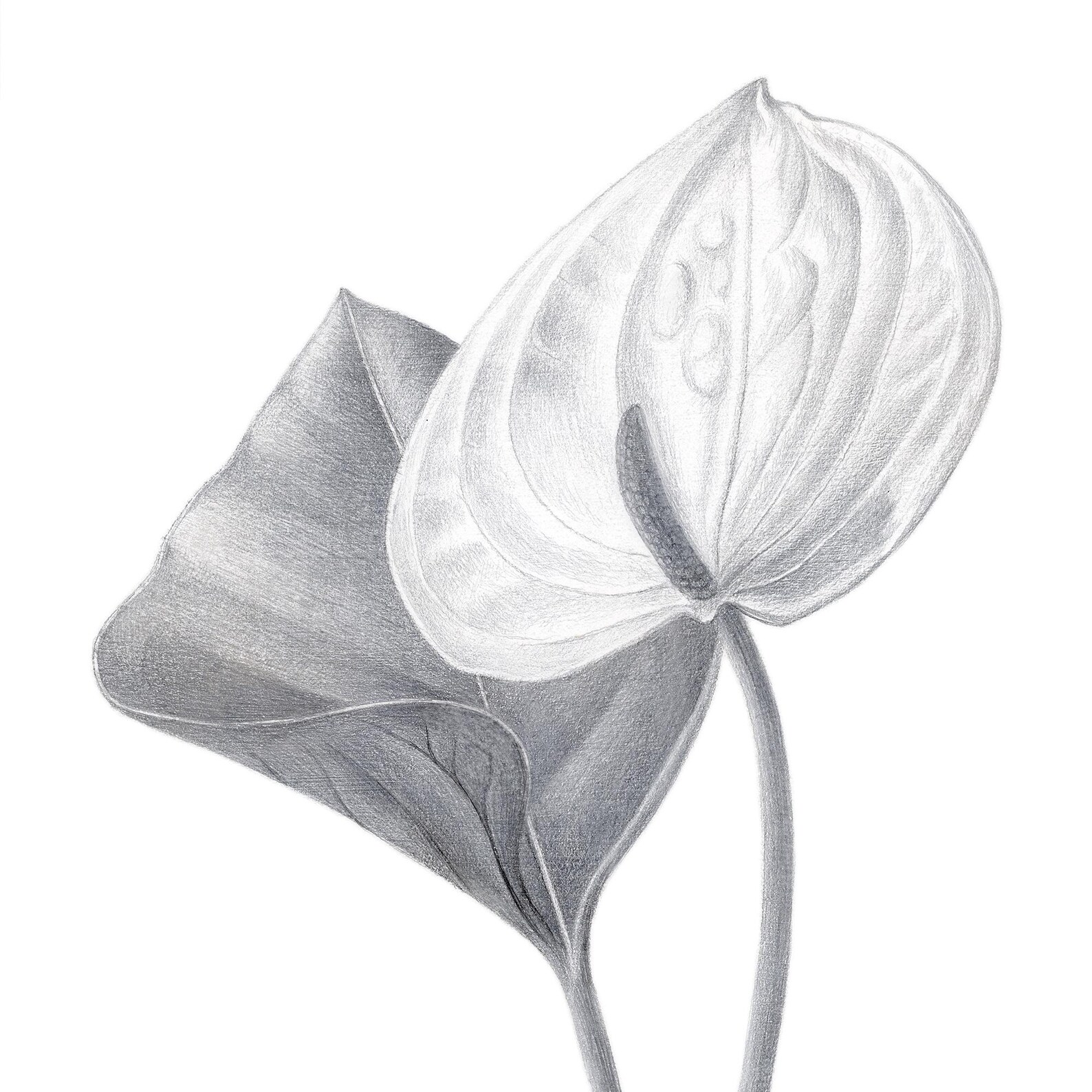 Original Silver Drawing of Anthurium Flower, Silverpoint Artwork ...