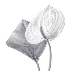 Original Silver Drawing of Anthurium Flower, Silverpoint Artwork ...