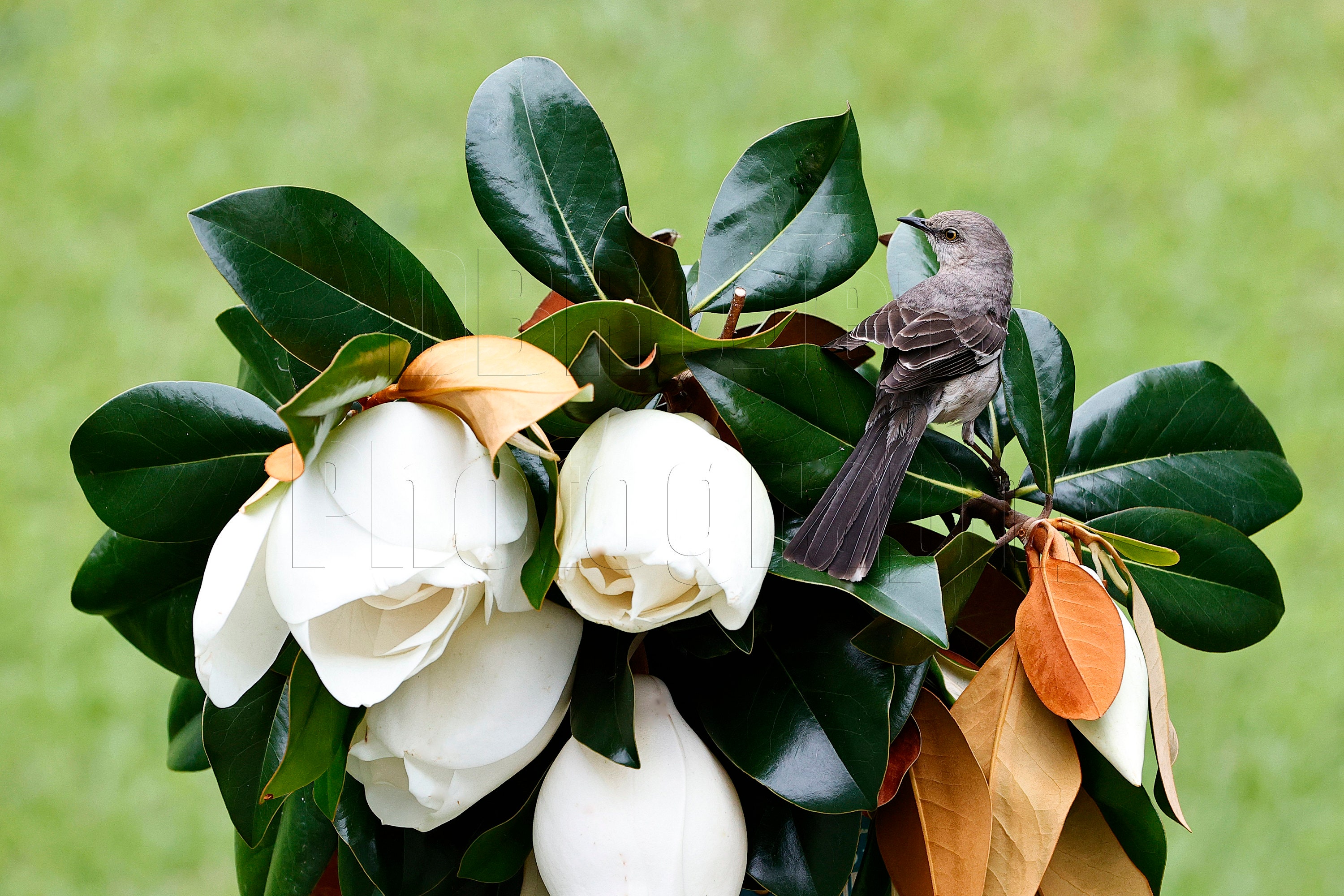 Mississippi Magnolia Mockingbird Canvas - Etsy