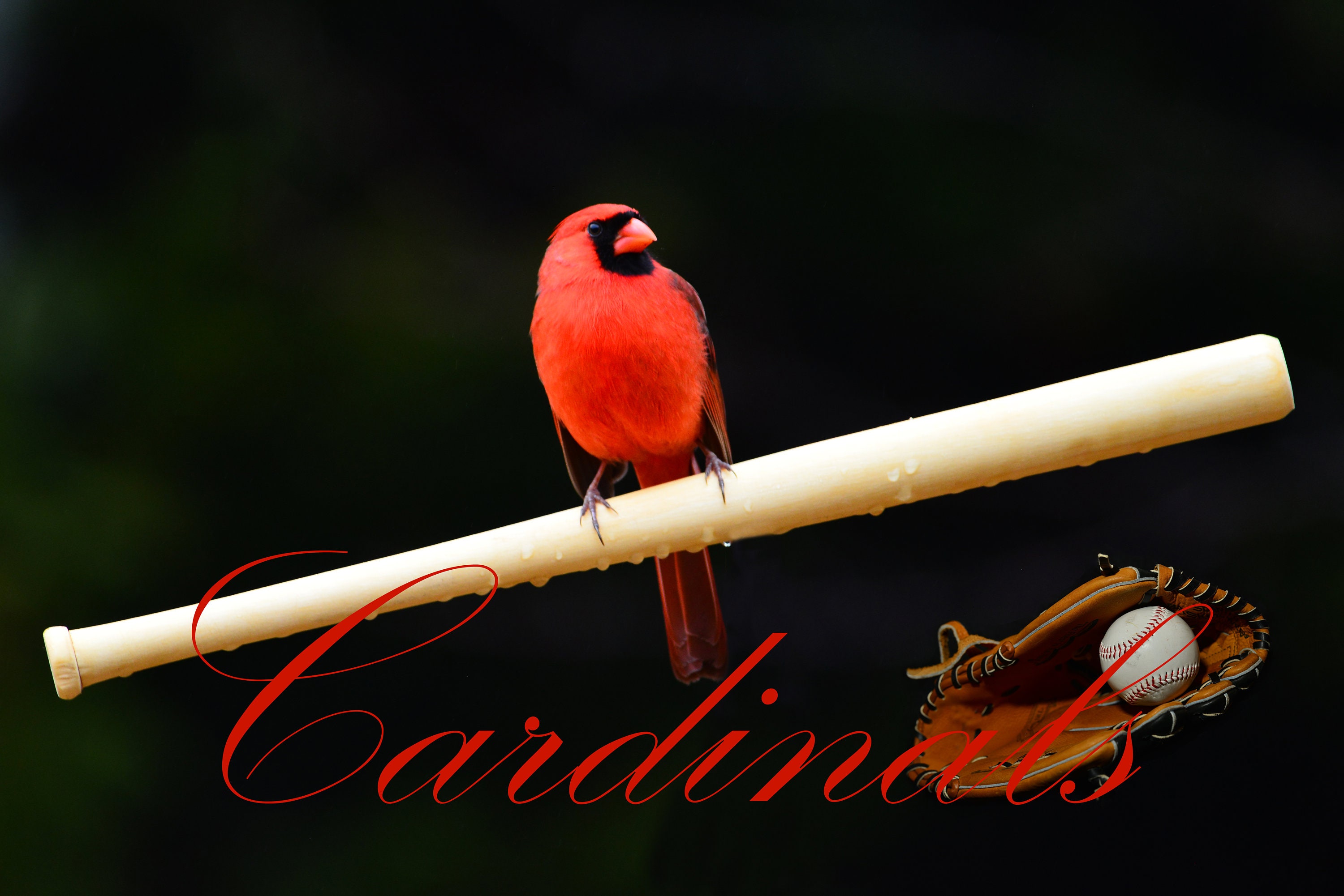 Cardinal standing on baseball bat | Etsy