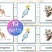 Australia Oceania Animals Montessori Printable Vocabulary 3 Part Cards ...