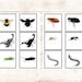 Insects Bugs Shadow Matching Cards. Montessori Toddler Printable ...